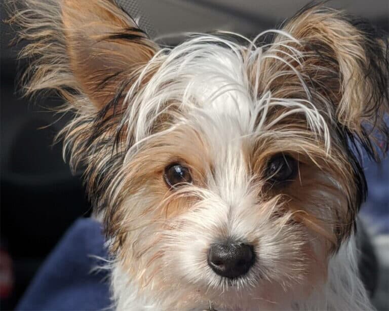 Types of Yorkie Breeds: A Complete Guide – Yorkie Fun